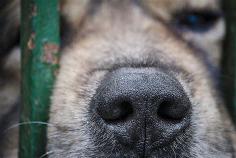 Over 100 Dead Dogs Found In Various Stages Of Decay In Missouri