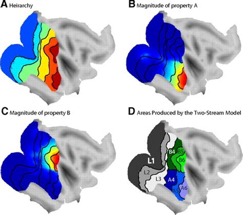 organization of the macaque extrastriate visual cortex re examined