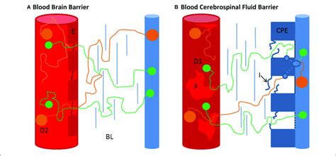 Comparison Of The Bbb And The Bcsfb A B Schematic Representation Download Scientific