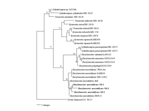 Parsimony Tree Based On Aligned Sequences Of Its Region Bootstrap