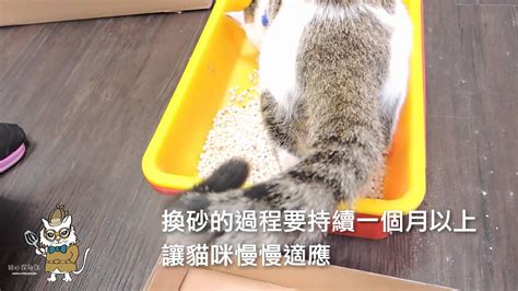貓探長 貓砂換砂小知識 無配音 YouTube