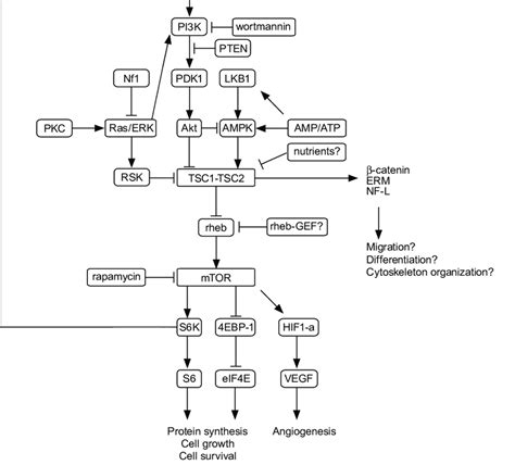 MTOR Signaling Pathway Revisited Figure Depicts Various Signaling