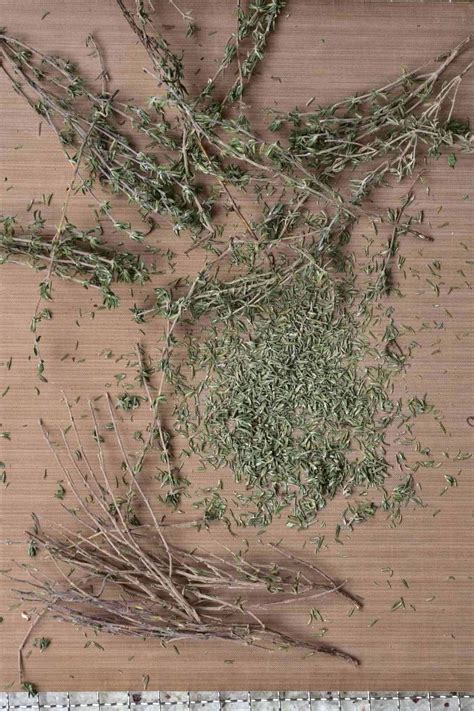 How To Dry Thyme 3 Methods Artofit