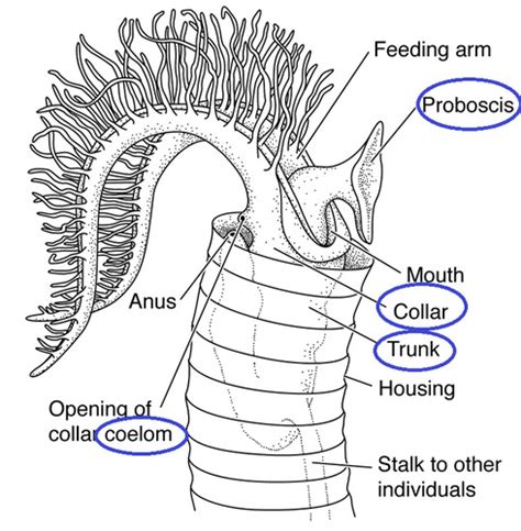 Comparative Vertebrate Anatomy Quiz 1 Flashcards Quizlet