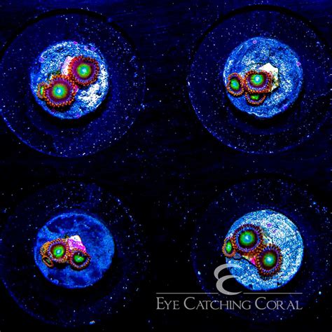 Search Results For Polyp Eye Catching Coral