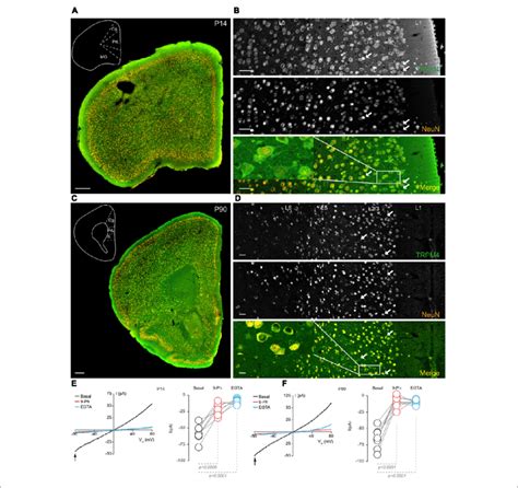 Trpm4 Expression At P14 And P90 In The Mpfc A Panoramic View Of Download Scientific