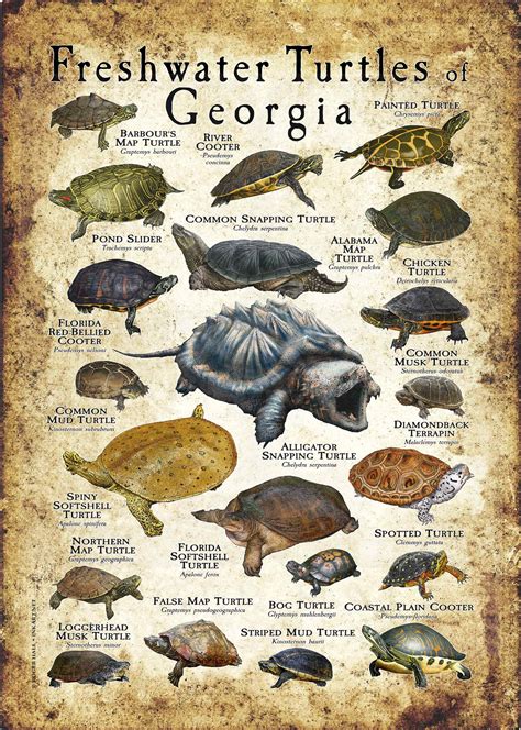 Largest Freshwater Turtle
