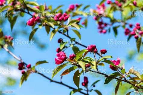 푸른 하늘 클로즈업의 배경에 장식용 사과 나무 Malus Ola의 꽃이 피는 가지 정원이나 공원에서 분홍색 꽃잎으로 피는 봄