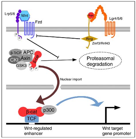 Figure From Wnt Target Genes And Where To Find Them Semantic Scholar