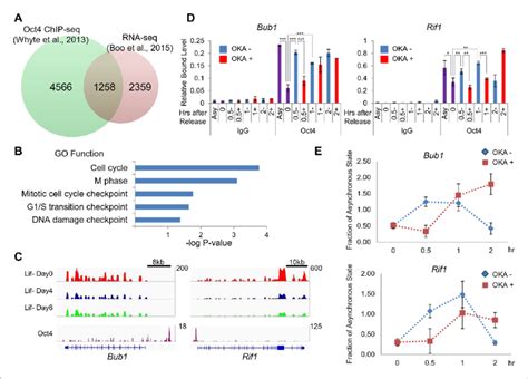 Oct4 Regulates Cell Cycle Related Genes By Direct Targeting And