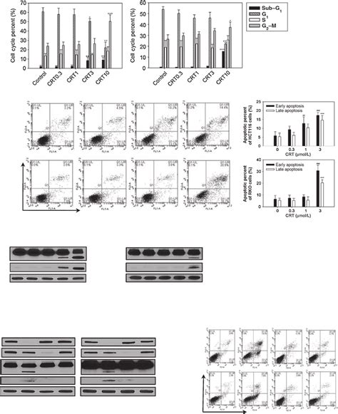 Effect Of Pkd Inhibition On Cell Cycle Distribution And Apoptosis