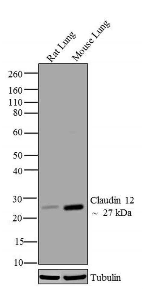 Claudin 12 Polyclonal Antibody Invitrogen 100 μg Unconjugated