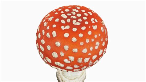 Toadstool 4 3d Model Turbosquid 2266136