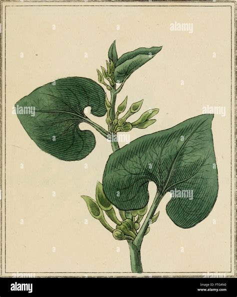 A Foundational 1812 Text On Botany By Carl Linnaeus Introducing His System Of Plant