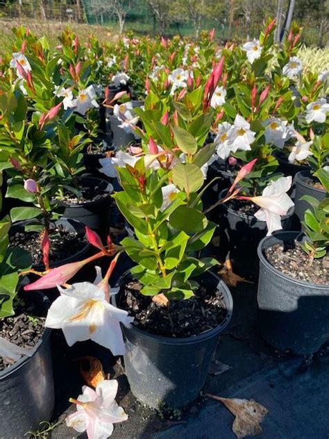 My Fair Lady Killuke Nursery