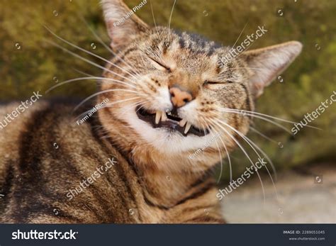 Smiling Cat