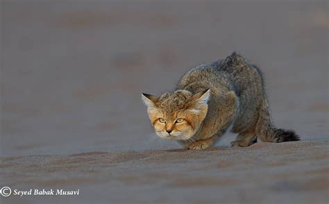 فلات ایران On Twitter گربه‌ی شنی، کویر همت‌آباد، خراسان عکس از سید بابک موسوی