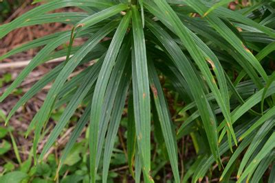 オニユリ 四季折々の草花 ふるさと種子島