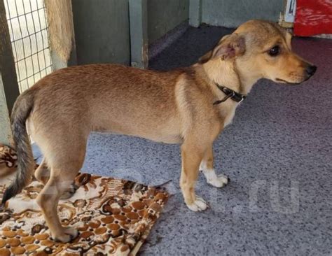 Замечательный щенок девочка Лола 7 мес в добрые руки во Владивостоке