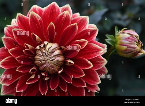 Rich Coloured Dahlias Hi Res Stock Photography And Images Alamy