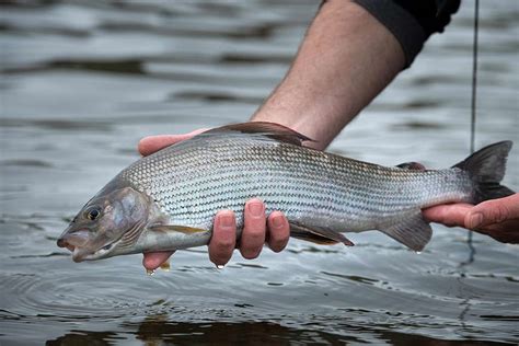 Learn The Best Techniques For Grayling Fishing In Scotlands Rivers