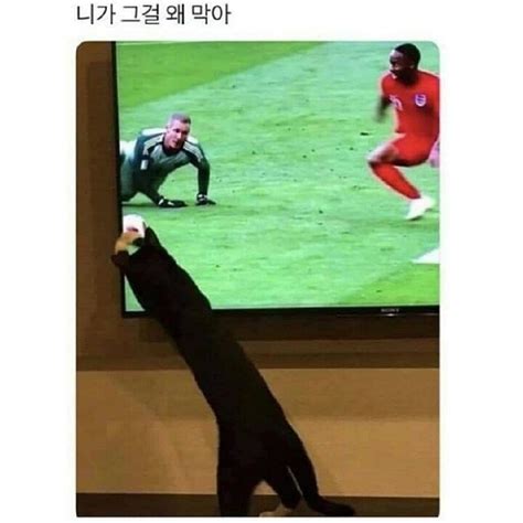 니가 그걸 왜막아 유머 움짤 이슈 에펨코리아