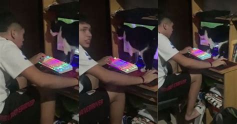 Video Gato Provocó La Furia De Su Dueño Al No Dejarlo Jugar En La