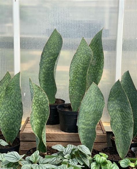 Scilla Violacera Leopard Lilly Silver Squill Succulent Rare Plant Artofit