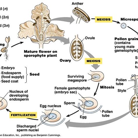 The Structure And Reproduction Of Ginkgo Biloba Download Scientific Diagram