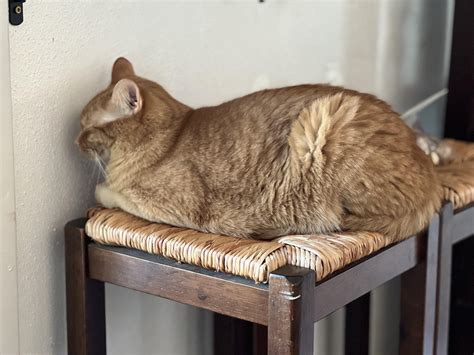 Looks Comfortable R Oneorangebraincell