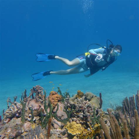 Schoolpe Plongée Privative Deshaies Guadeloupe Address Phone Number Tripadvisor