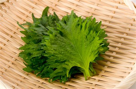 Fresh Green Shiso Or Oba Leaf On A Bamboo Colander On White Background