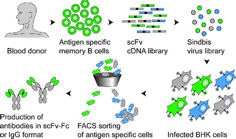 Figure 1 From Isolation Of Human Monoclonal Antibodies By Mammalian