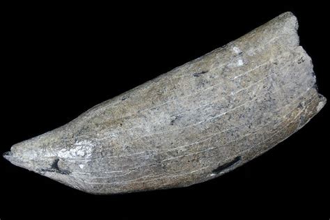 31 Fossil Pygmy Sperm Whale Kogiopsis Tooth For Sale 78240