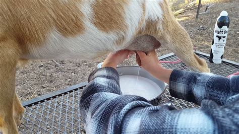 Milking A Goat Youtube