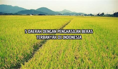 5 Daerah Penghasil Padi Terbesar Di Indonesia Ada Yang Berasnya Wangi
