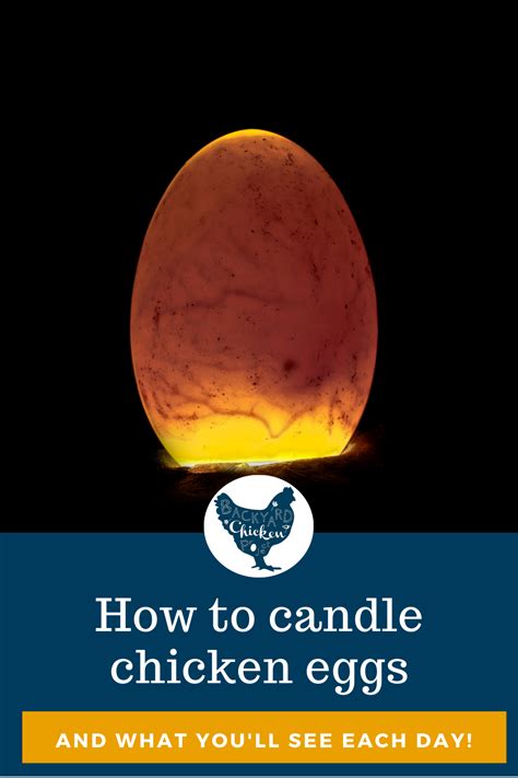 11 Best Tips How To Properly Candle Chicken Eggs Artofit