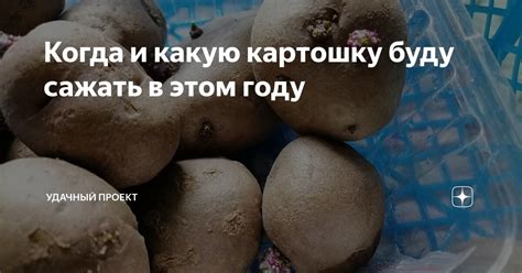 Когда и какую картошку буду сажать в этом году уДачный проект Дзен