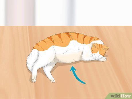 How To Tell If A Cat Is Pregnant Signs To Watch For