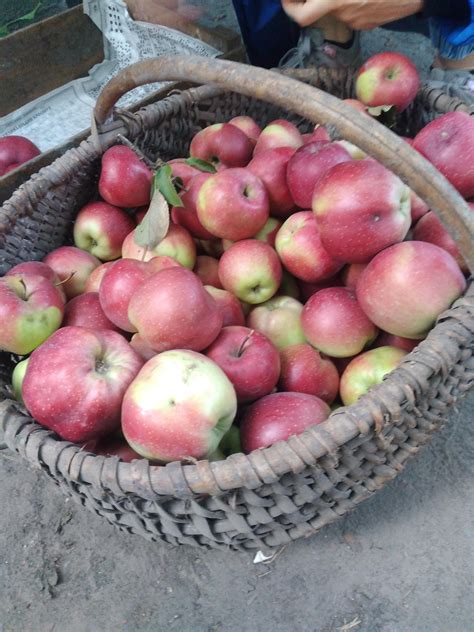 Apples By Alexfrost66 On Deviantart