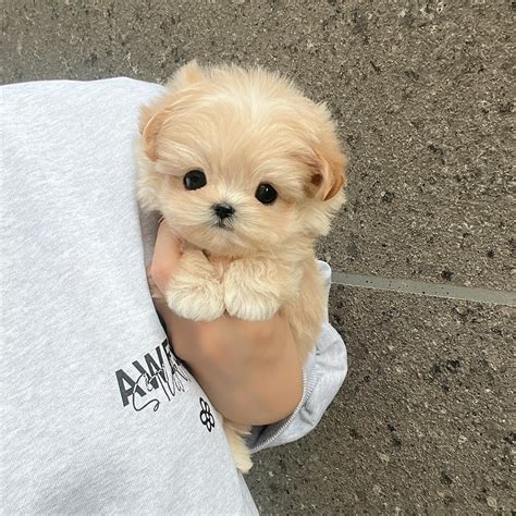 퍼피블리 왕십리 말티푸분양 강아지분양 말티즈분양 미니비숑분양 소형견분양 크림파티말티푸 토니😍 넘 작고 소즁해 아가야~~ 말티즈혈 가득하고 미니말티즈처럼 아담한 체형과
