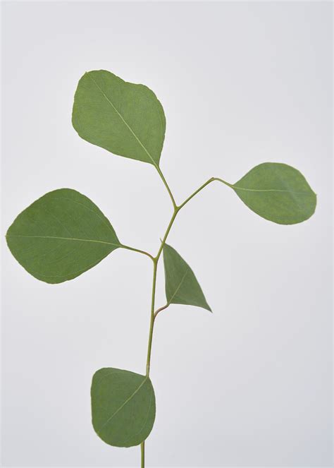 둥글넓적한 잎을 가진 폴리안 유칼립투스반단