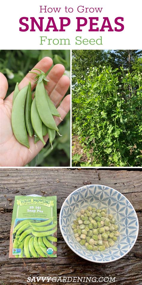 Growing Snap Peas From Seed A Seed To Harvest Guide