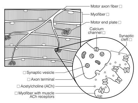 Neuromuscular Junction Synapse Histology Coloring Book