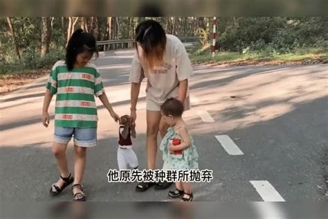 猴子把小女孩当自己孩子，下一秒净出些损招，镜头拍下全程