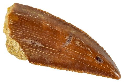 Serrated 66 Raptor Tooth Real Dinosaur Tooth 275106 For Sale