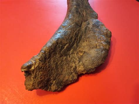 dinosaur fossil of unknown origin documentation lost in fire r fossilid