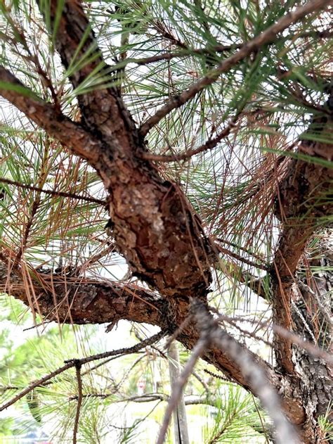 Is My Tree Dying And Is This Fusiform Rust Rarborists