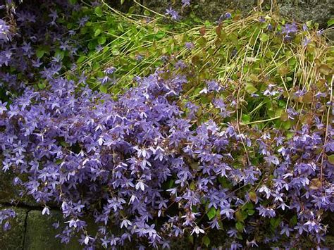 Bellflower Trailing Trailing Bellflower Wild Flower Finder