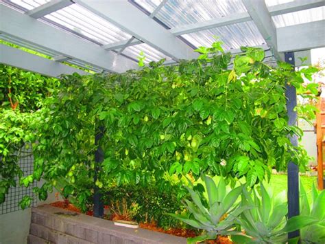Forum Pruning Passionfruit